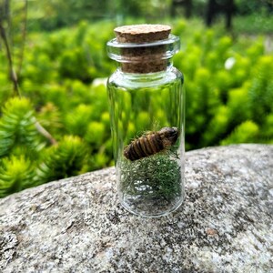 Carpenter Bee Pupae Skin Shed Display - Etsy