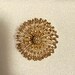 Vintage Warner Mum Firework Flower Pin - Etsy