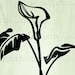 Vector CALLA Flower, AI, Eps, Pdf, Png, Svg, Dxf, Jpg Download Digital ...