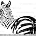 Vector ZEBRA, AI, Eps, Pdf, SVG, Dxf, Png, Jpg Download, Digital Image ...