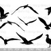 Vector BIRDS, Seagull, Ai, Eps, SVG, Pdf, Dxf, Png, Jpg Download ...