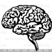 Vector BRAIN Human AI Png Eps Svg Dxf Pdf Jpg Download Files Digital ...