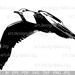 Vector SEAGULL, Larus, SVG, DXF, Ai, Eps, Pdf, Png, Jpg Files Download ...