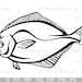 Vector HALIBUT Fish, AI, Eps, Pdf, Png, Svg, Dxf, Jpg Image Graphic ...