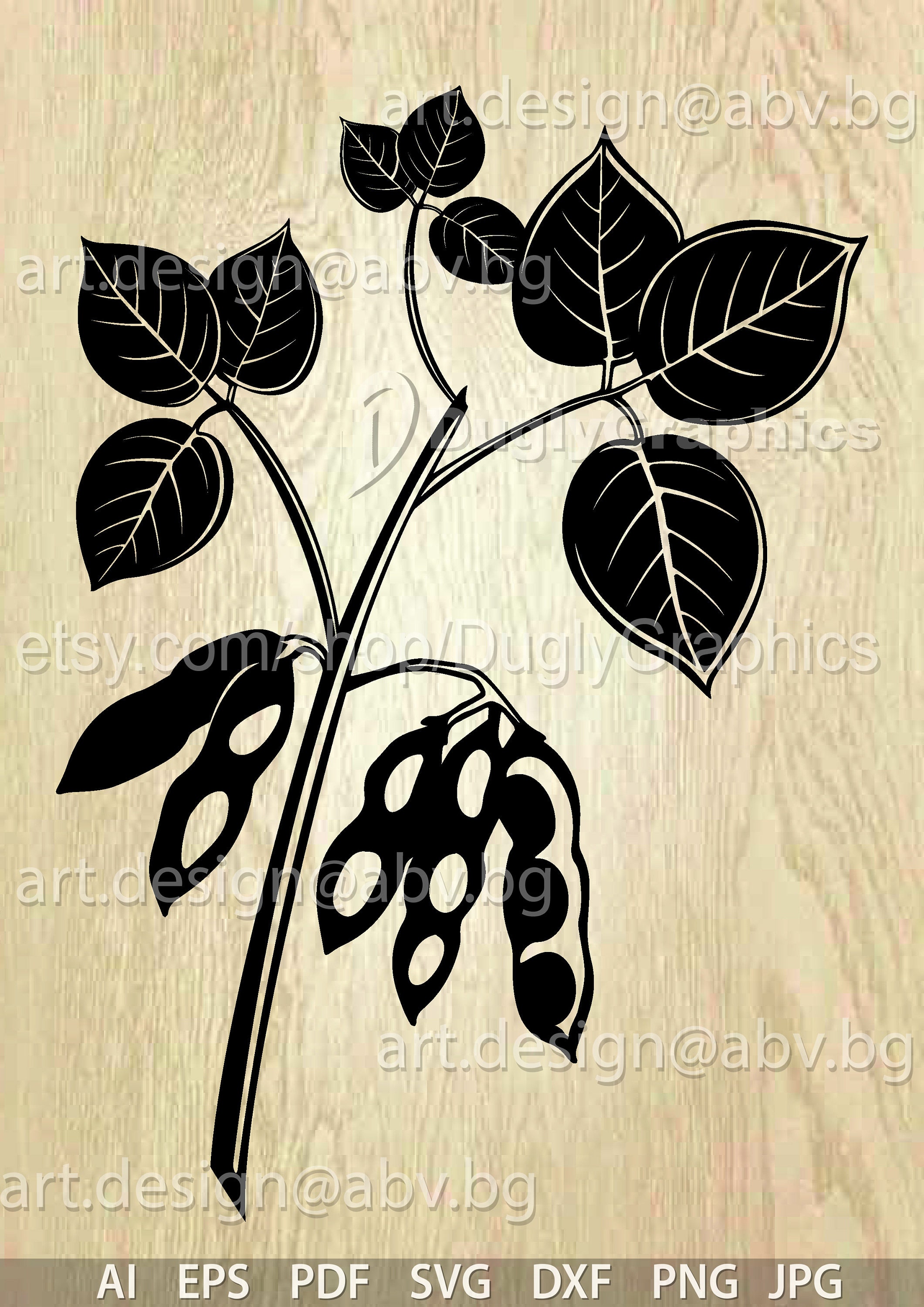 Soybean Pod Illustration
