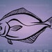 Vector HALIBUT Fish, AI, Eps, Pdf, Png, Svg, Dxf, Jpg Image Graphic ...