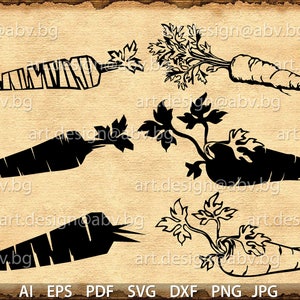 Vector CARROTS, AI, Eps, Pdf, Svg, Png, Dxf, Jpg Download, Digital ...