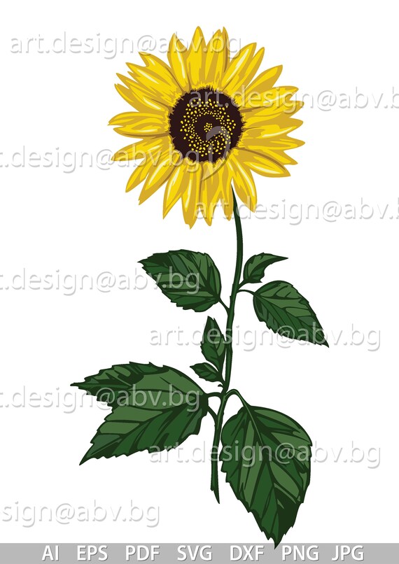 Vector SUNFLOWER AI Eps Pdf Svg Dxf Png Jpg Download | Etsy Australia