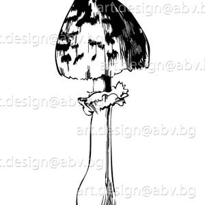 Vector SETA ai eps PNG pdf svg dxf jpg Imagen Gráfica - Etsy México