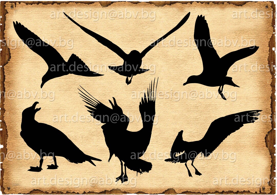 Vector SEAGULL, Larus, AI, Eps, Pdf, Svg, Dxf, PNG, Jpg Files Download ...
