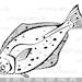 Vector HALIBUT Fish, AI, Eps, Pdf, Png, Svg, Dxf, Jpg Image Graphic ...