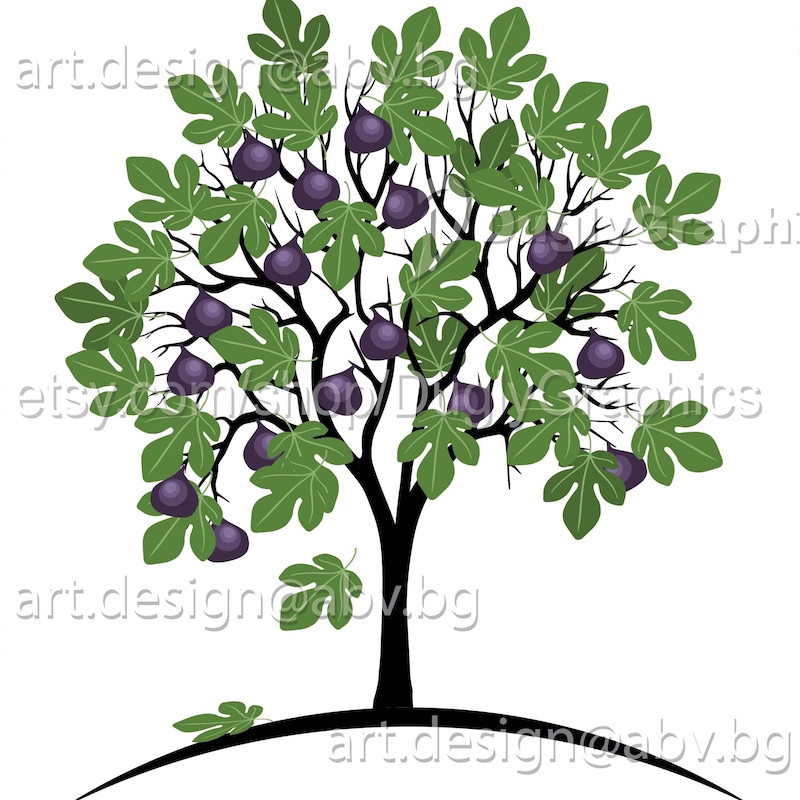 Fig Tree Sketch Print - Etsy