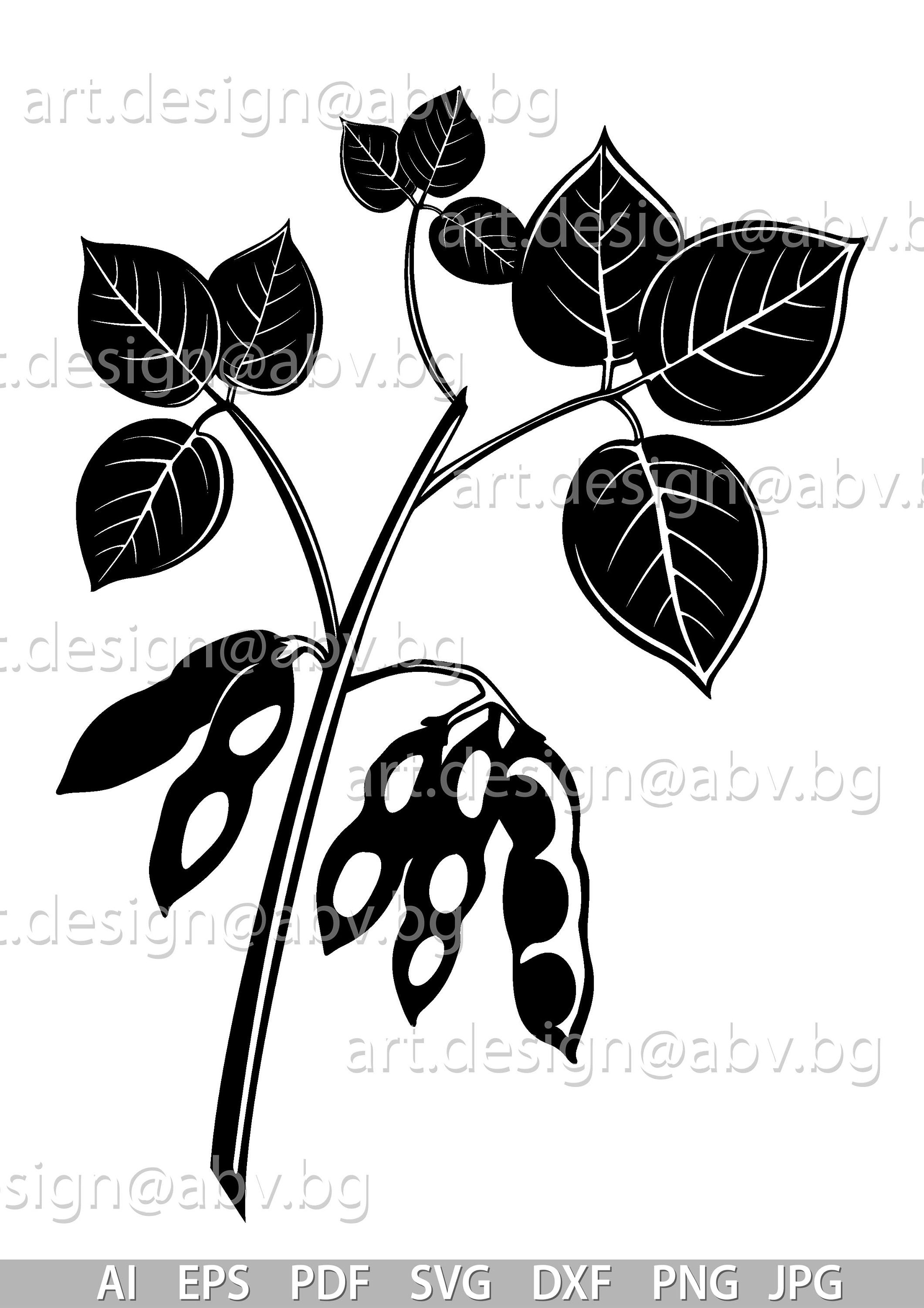 Soybean Pod Illustration