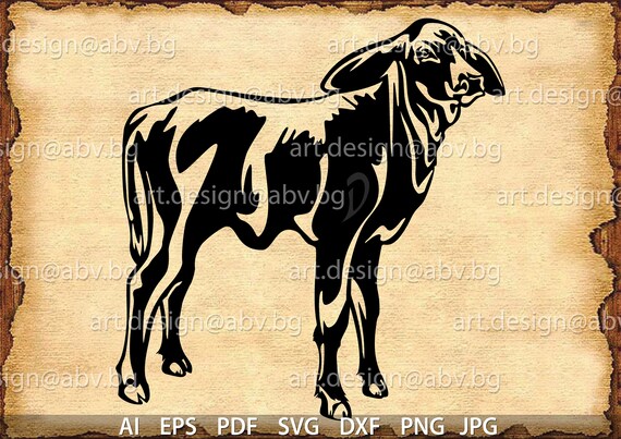 Vector COW Brahman Calf AI PNG Eps Pdf Svg Dxf Jpg | Etsy