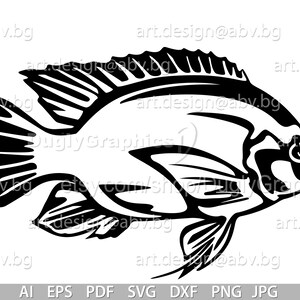 Vector TILAPIA St Peter's Fish, Ai, Eps, Pdf, Png, Svg, Dxf, Jpg Image ...