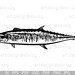 Kingfish Vector Graphic, Ai, Eps, Pdf, Png, Svg, Dxf, Jpg (digital ...