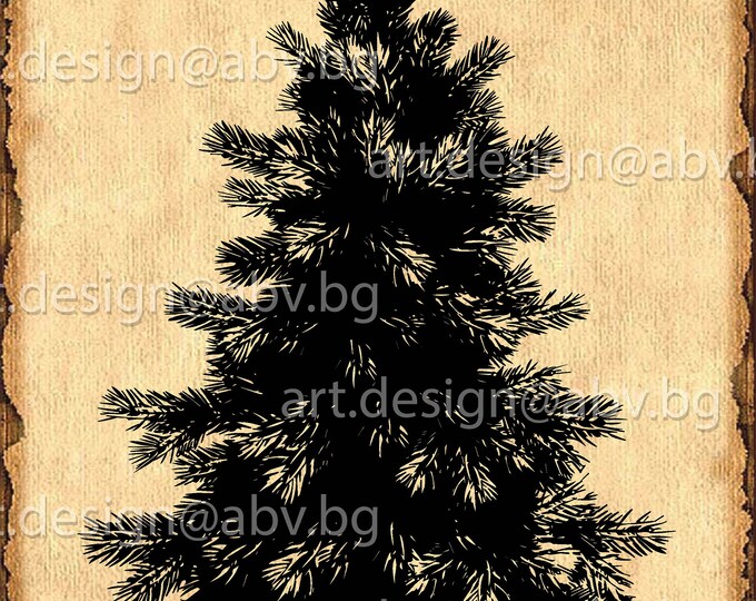 Illustrated Conifer Trees of the Northern Latitues of North America ...