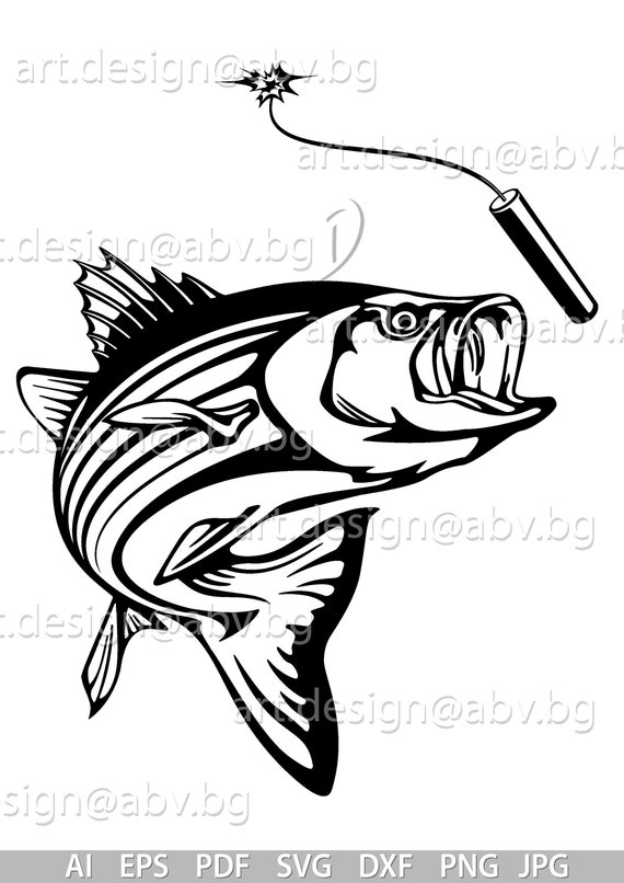 Striped Bass Jumping Out Of Water