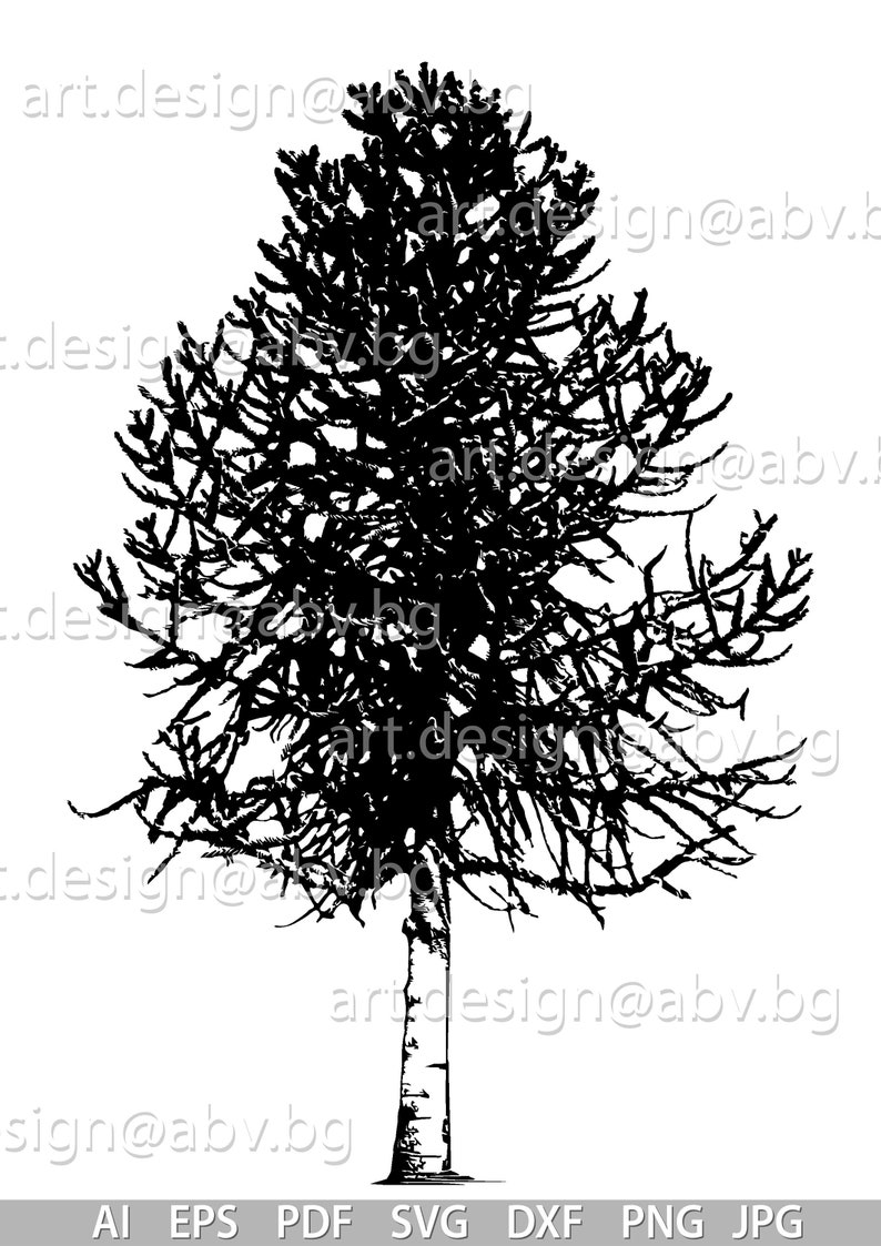 Vector CONIFER TREE Evergreen AI Eps Pdf Png Svg Dxf | Etsy