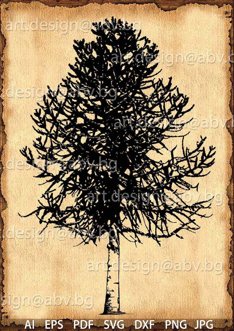 Vector CONIFER TREE Evergreen AI Eps Pdf Png Svg Dxf - Etsy