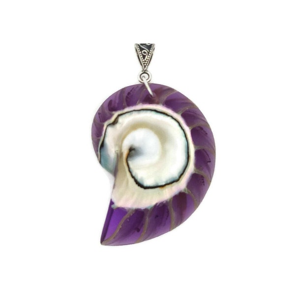 Nautilus Shell - Etsy