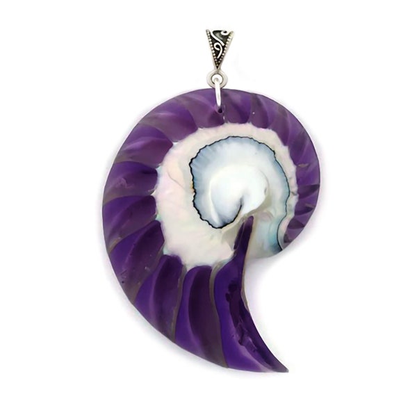 Nautilus Shell - Etsy