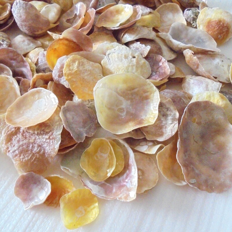 Operculum Shell - Etsy