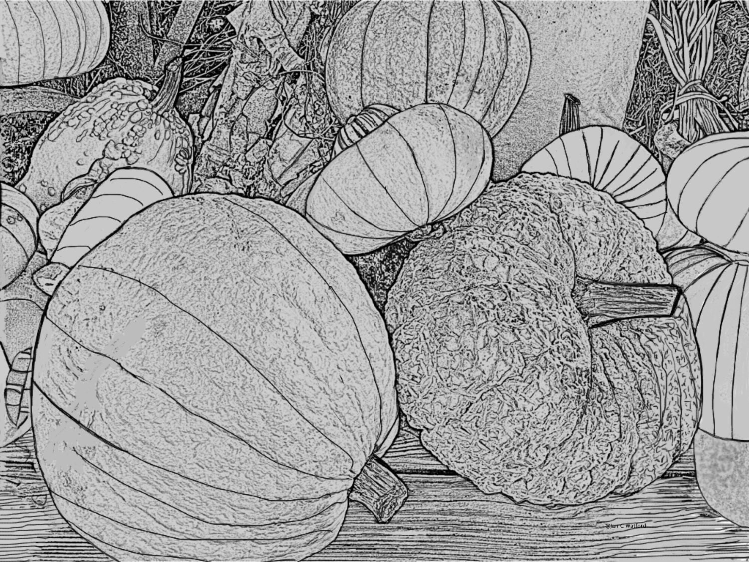 Pumpkins Harvest, Adult Coloring Pages, Printable, Gray Scale, Digital ...