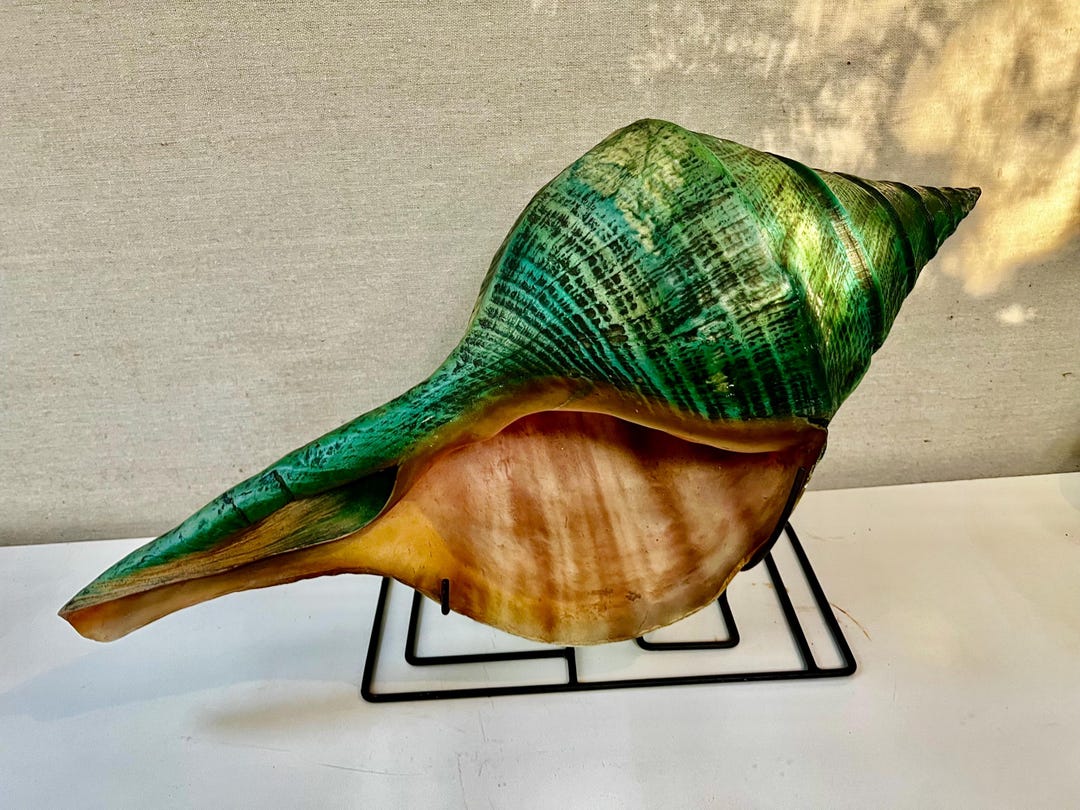 Delightfully Oversized Mid Century Modern Era Nautical Fiberglass Conch Shell Art Sculpture With ...