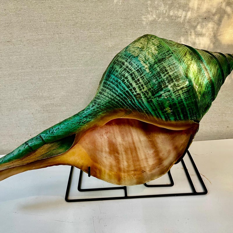 Conch Shell Art - Etsy