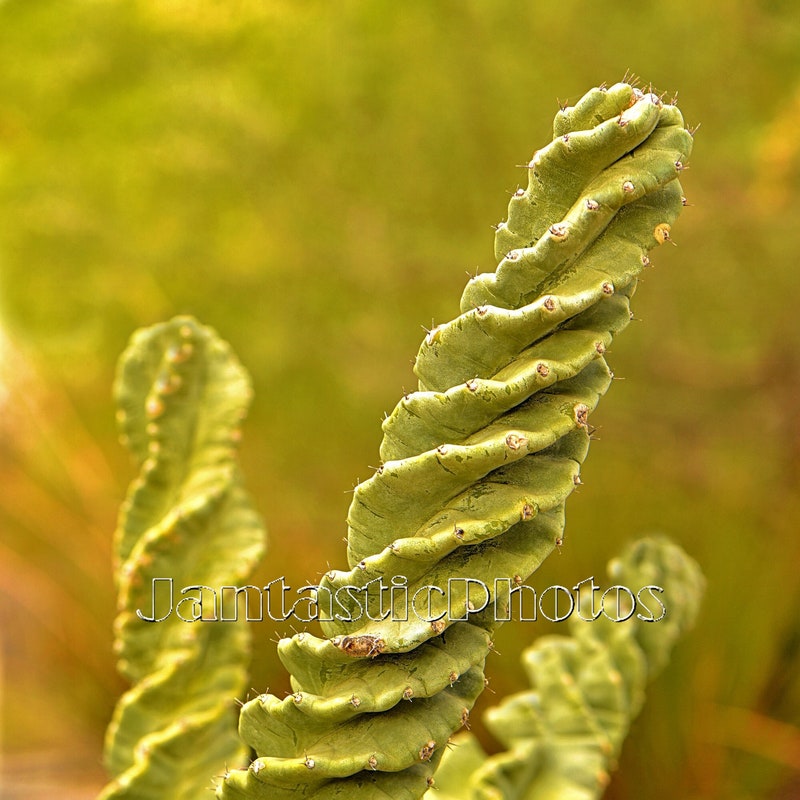 Twisted Cactus - Etsy