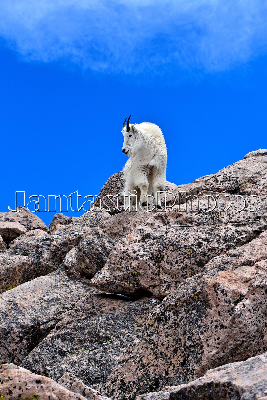 Photographie de la faune des montagnes Rocheuses, chèvre de montagne ...