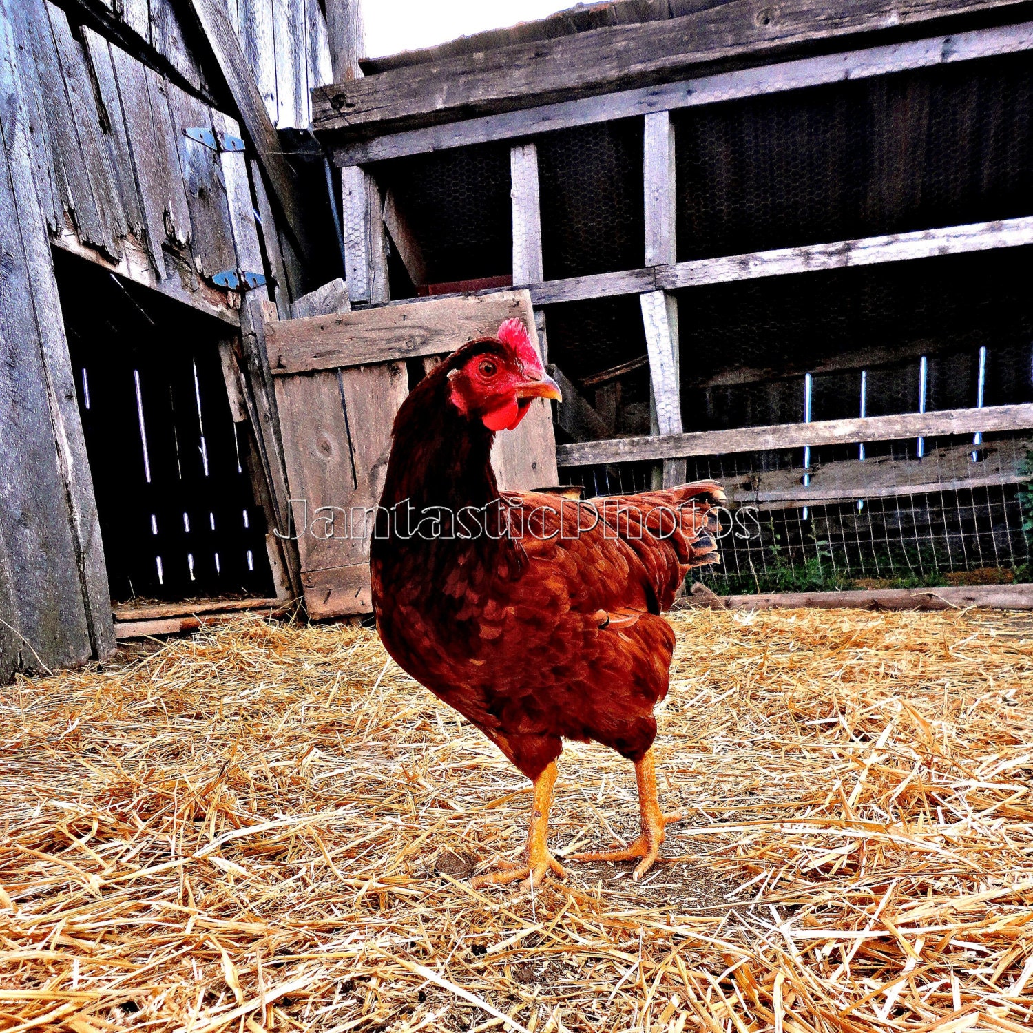 Little Red Hen Photograph Chicken Coop. Instant Download Photo Rustic ...
