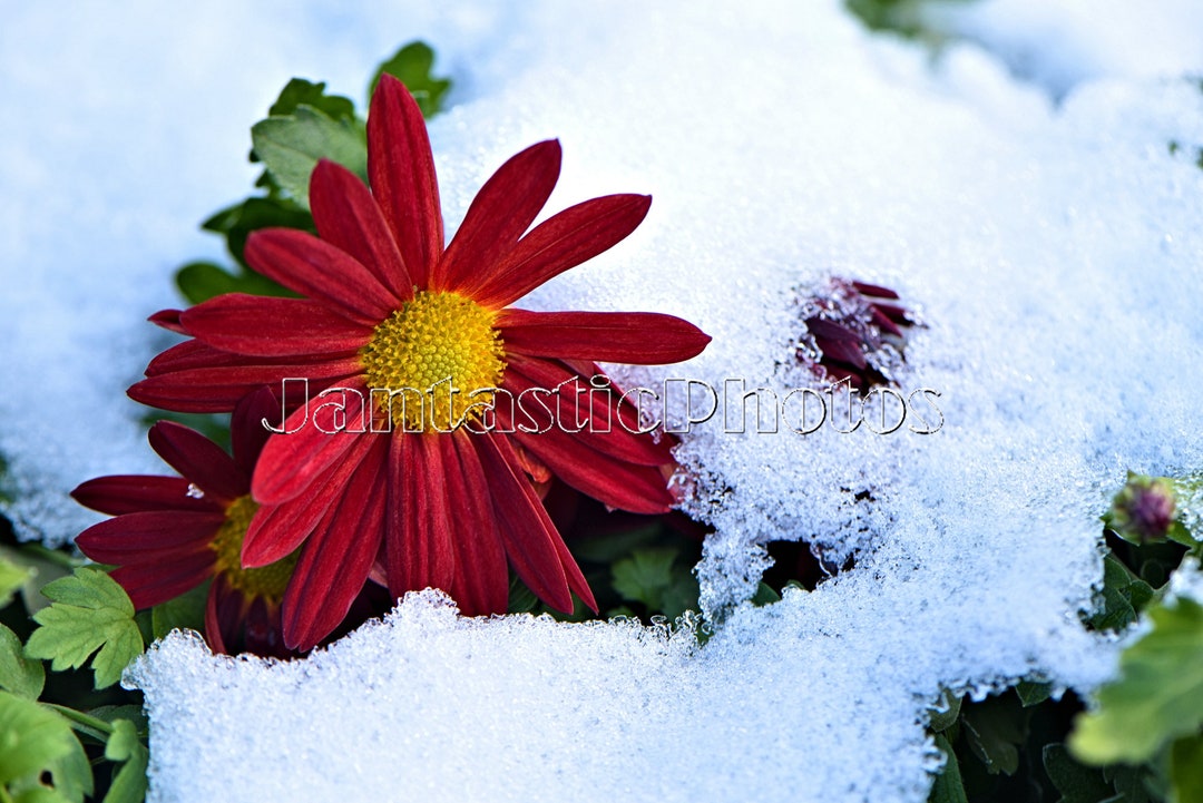 Mums in Snow Photograph Red Chrysanthemums Blooming Colorful Petals ...