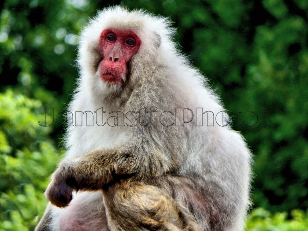 Japanese Macaque Snow Monkey Photograph Instant Download Photo Wildlife ...