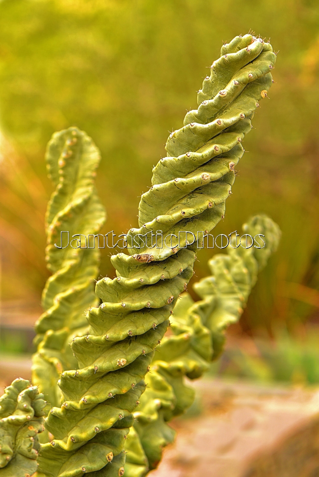 Twisted Cactus Photograph Desert Plant Arid Climate Cereus Peruvianus ...