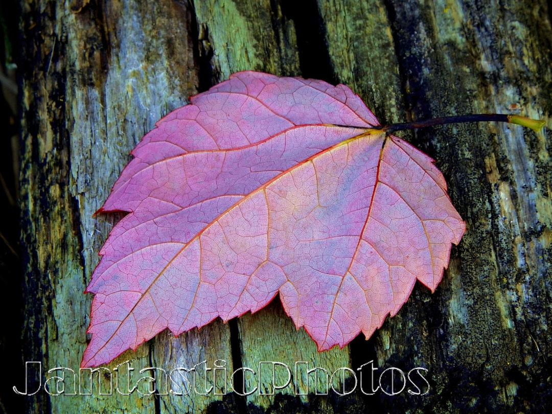 Autumn Leaf Underside Photograph Fallen From Red Maple Tree Instant ...