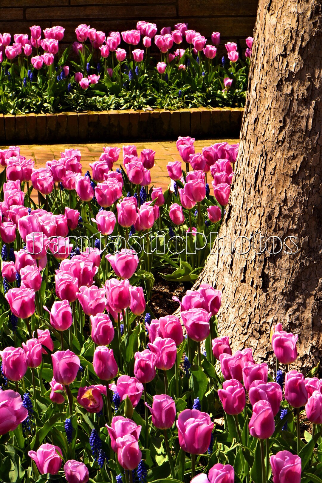 Tulips Tree Photograph Pink Springtime Flowers Spring Blooming Instant ...
