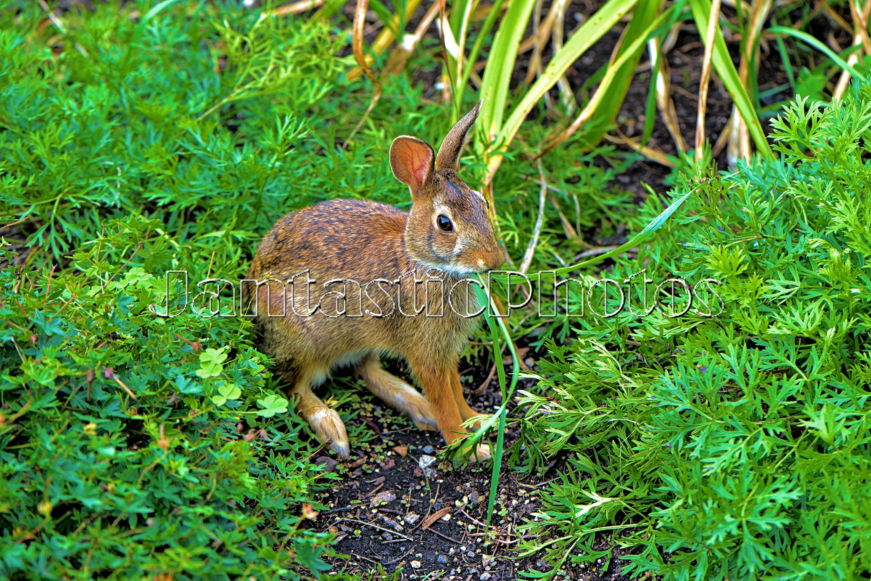 Cottontail Rabbit Nibbling Photograph Bunny Raiding Garden Instant ...