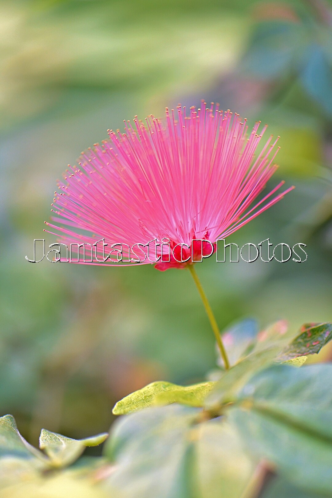 Pink Powder Puff Blossom Photograph Tropical Flower Bloom Instant ...