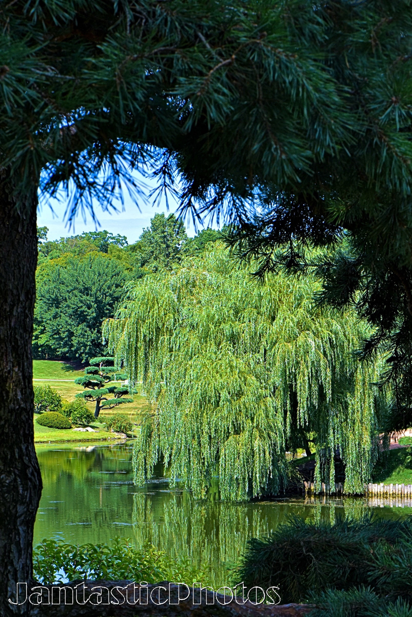 Weeping Willow Tree Photography