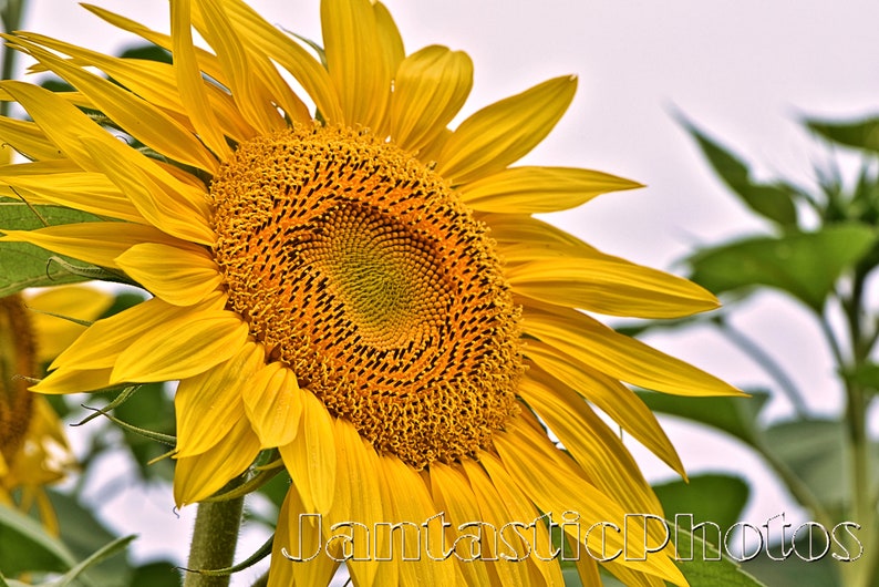 Sunflower Blossom Photograph Yellow Golden Kansas Flower Large Big ...