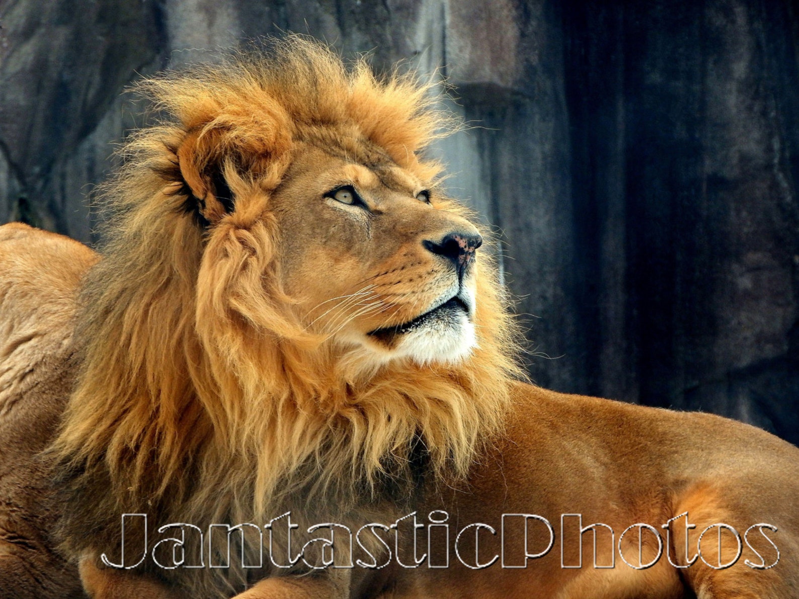 Lion Regal Pose Photograph Male African King of Beasts. Instant ...