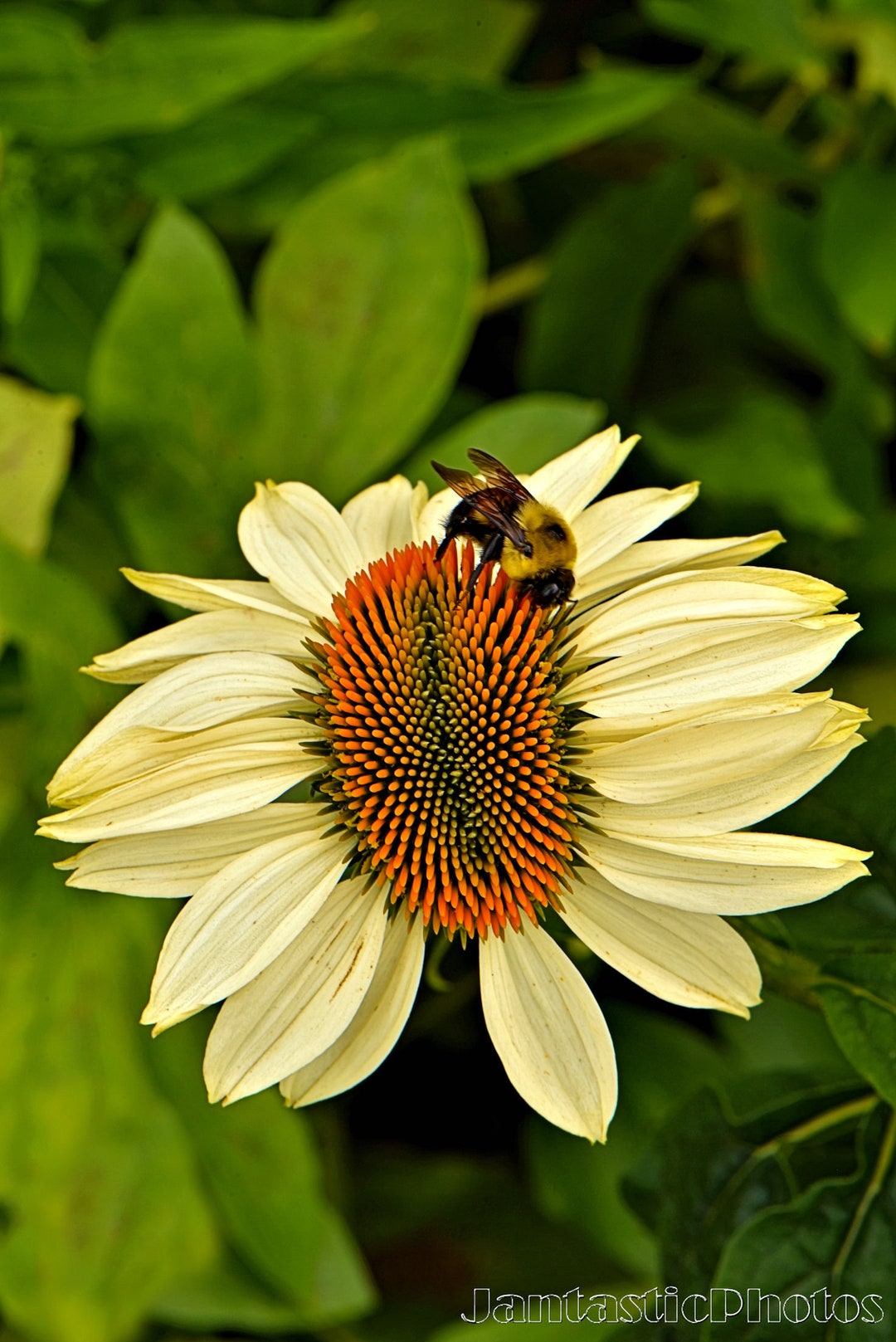 Conjoined Daisy Photograph Bee Flower Blossom Blooming Instant Download ...