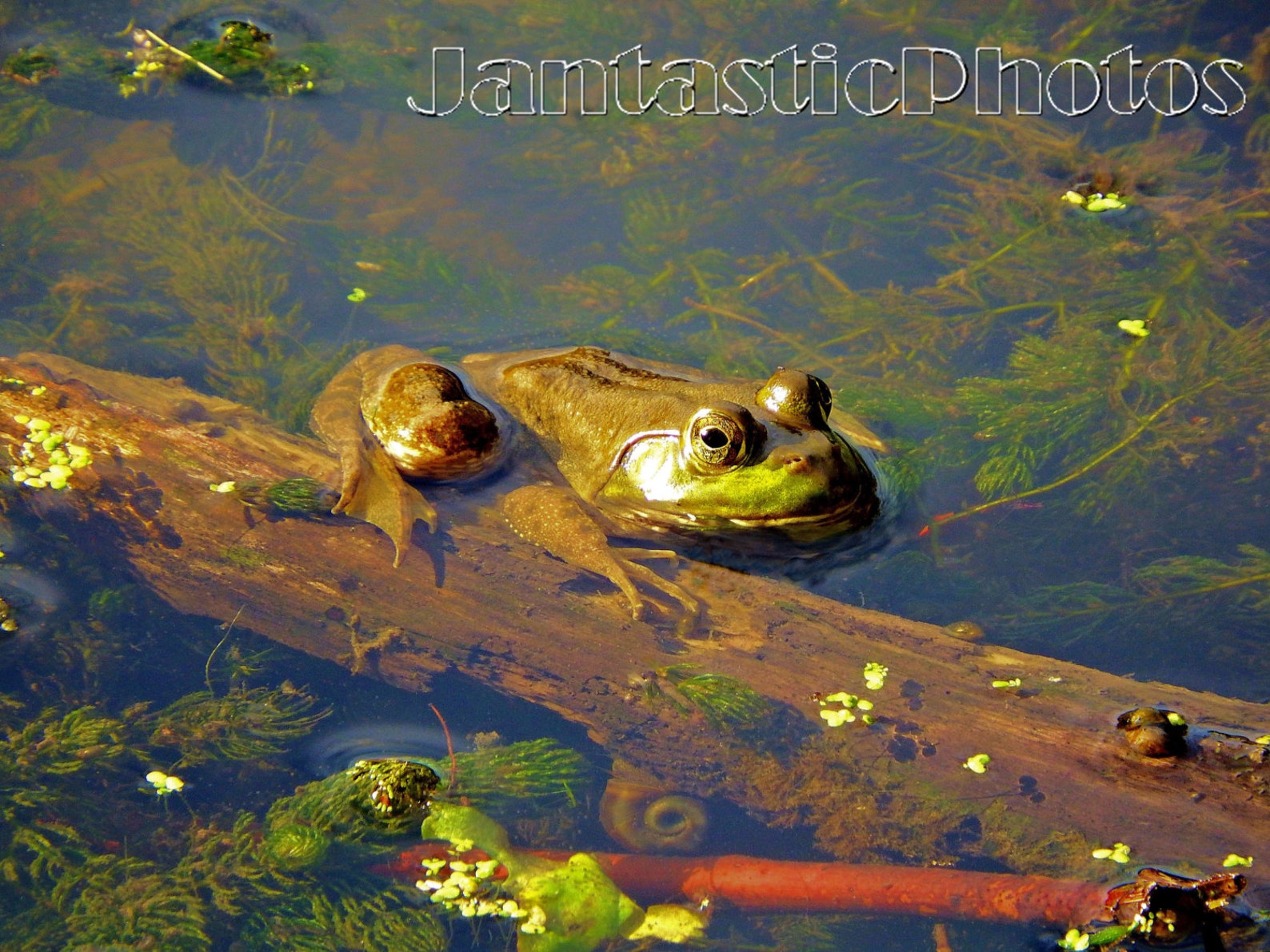Frog Pond Photograph Cute Amphibian Partially Submerged Lagoon Instant ...