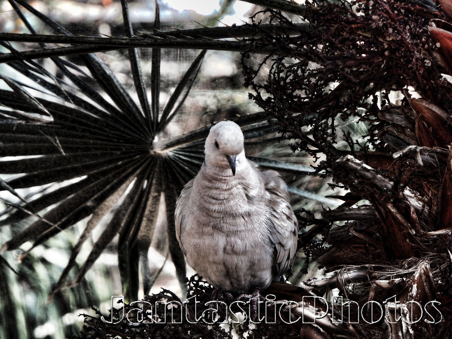 Gothic Dove Photograph Dark Goth Bird Instant Download Photo Tropical ...