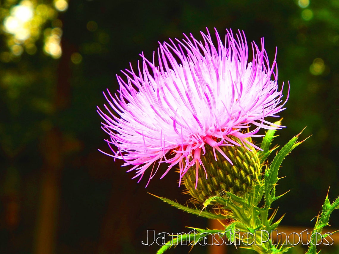 Thistle Bloom Photograph Pink Purple Violet Blossom Instant Download ...