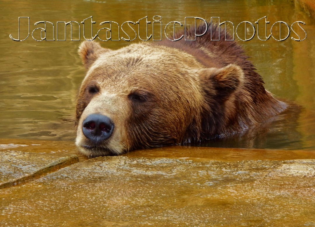 Bear Bearly Awake Photograph Dozing off Sleepy Calm Water Instant ...
