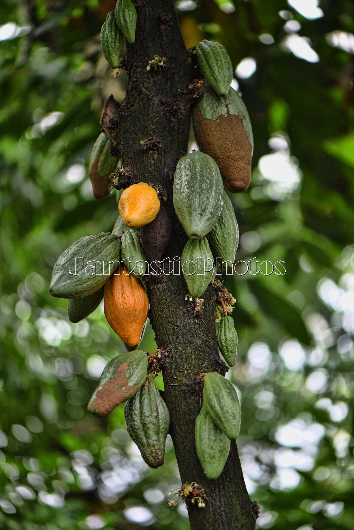 Cacao Tree foto fruit peulen cacaobonen chocolade Instant download foto ...