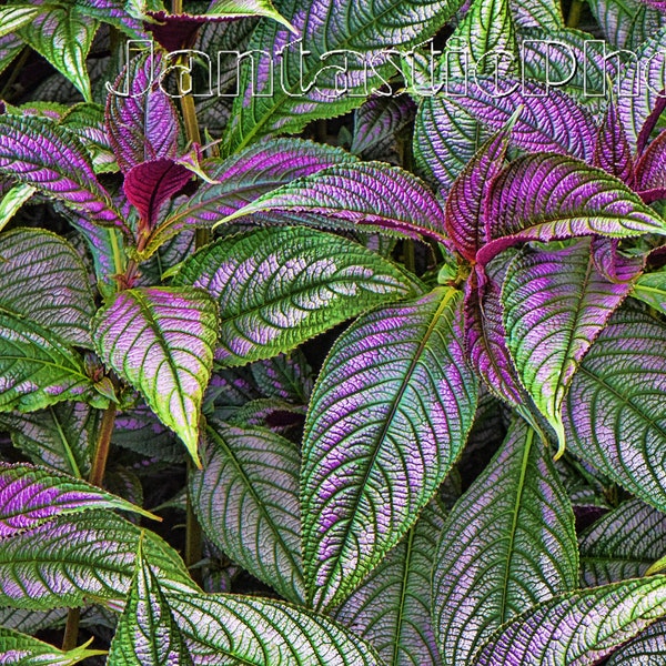 Iridescent Leaf - Etsy